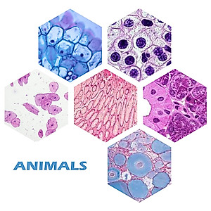 Prolee 200 Packs Microscope Slides, 100 Plants & 100 Animal Tissues Includes Labels and Case for Biological Science Education
