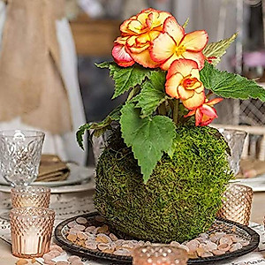 Moss Ball Flower Pot Natural Planter Bonsai Plant Holder Bird Nest for DIY Gardening Home Table Decoration - 12cm