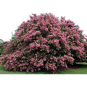 Large Seminole Tree Crape Myrtle, Matures 15ft+, Dark Coral Pink Flower Clusters, Excellent Yellow/Orange Fall Foliage, Beautiful Gray/Beige Bark, Ships 2-4ft Tall, Well Rooted in Pot with Soil (10)