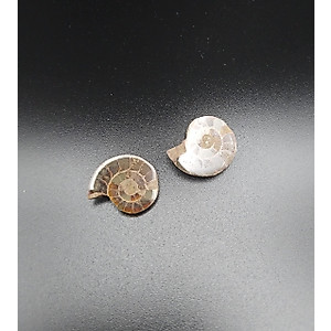 Universal Specialties Ammonite Pair 2pc Unique Fossil Stone Natural Specimen Shell Dinosaur Fossils Crystal Mineral Madagascar Feng Shui Chakra Energy Healing Raw Set Prehistoric Ancient Gemstone 2 cm