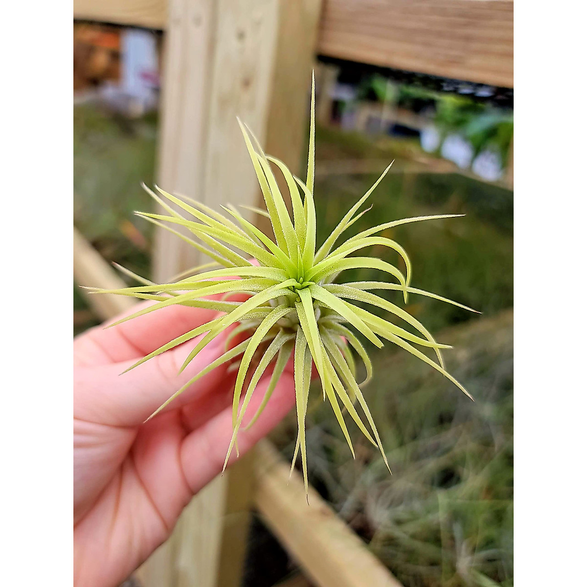 Live Air Plants - Ionantha Druid - 2 to 3 Inch Air Plant - Color & Form Varies by Season - 30 Day Guarantee on Tillandsia from The Drunken Gnome (One Size 2-3") (1)