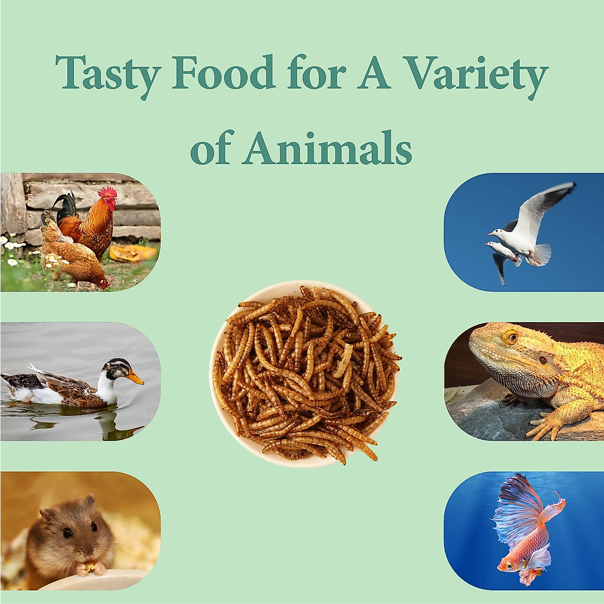 WORMSKING 10LB Dried Mealworms 100% Non GMO, High Protein Meal Worms for Chickens, Wild Birds, Hedgehogs, Hamsters, Reptiles, Great Chicken Food, Bird Food