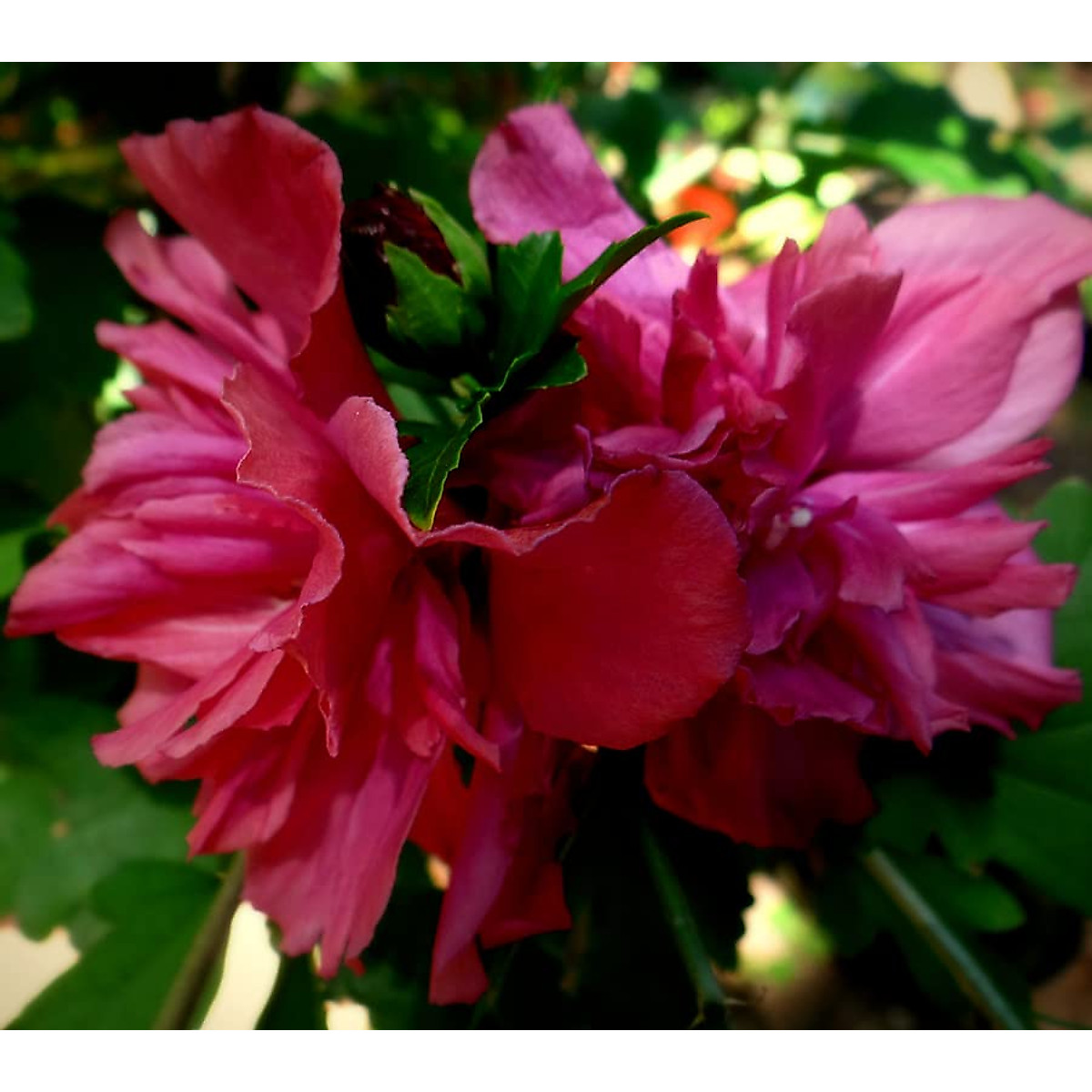 2 Red Rose of Sharon Althea Hibiscus Syriacus Plants 1 to 2 Ft Height for Planting Ornaments Perennial Garden Simple to Grow Pots Gifts