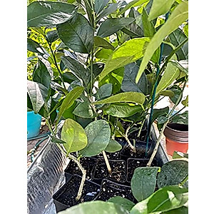 Sapodilla Gardens Persian Lime (Citrus aurantifolia Hybrid) _Tree - Fruit-Plant-No Shipping to CA, AZ, TX, LA, MS, AL, GA, FL, SC