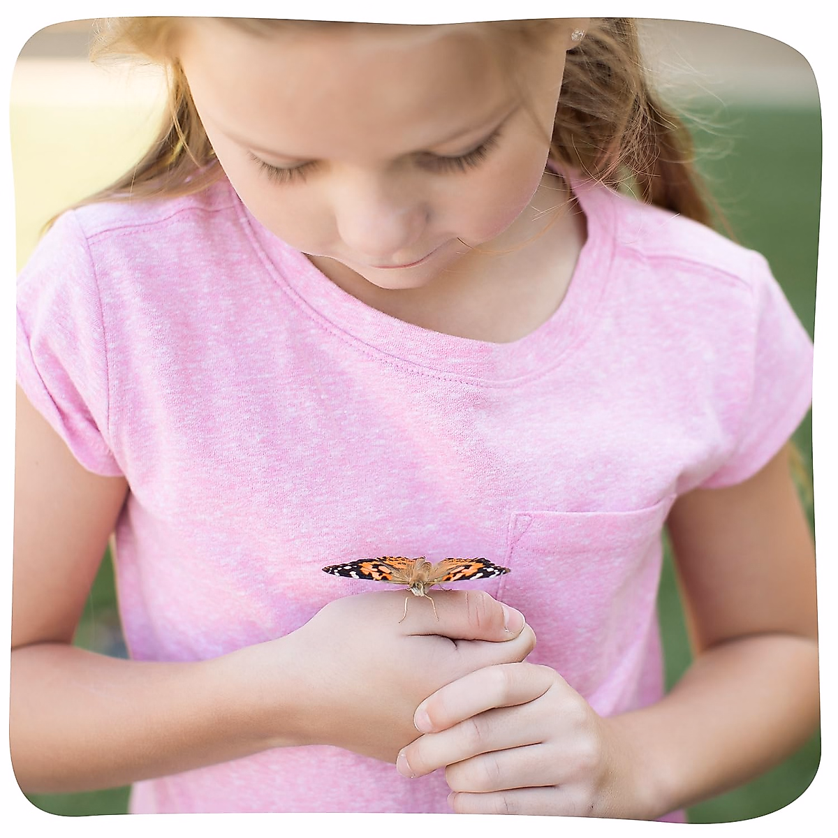 Insect Lore - Butterfly Growing Kit - With Voucher to Redeem Caterpillars Later