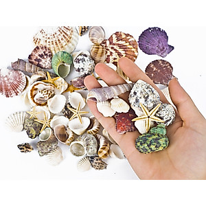 Famoby Sea Shells Mixed Beach Seashells Starfish for Beach Theme Party Wedding Decorations DIY Crafts Candle Making Fish Tank Vase Fillers Home Decorations Supplies 70+ pcs
