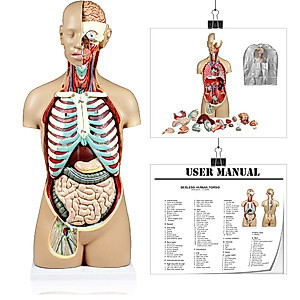 Vision Scientific VAT107-DC 17 Parts Sexless Human Torso | Open Back Exposes Muscular Layers, Vertebral Volume, Nerve Branches |Neck Dissected Shows Muscular, Neural, Vascular and Glandular Structure
