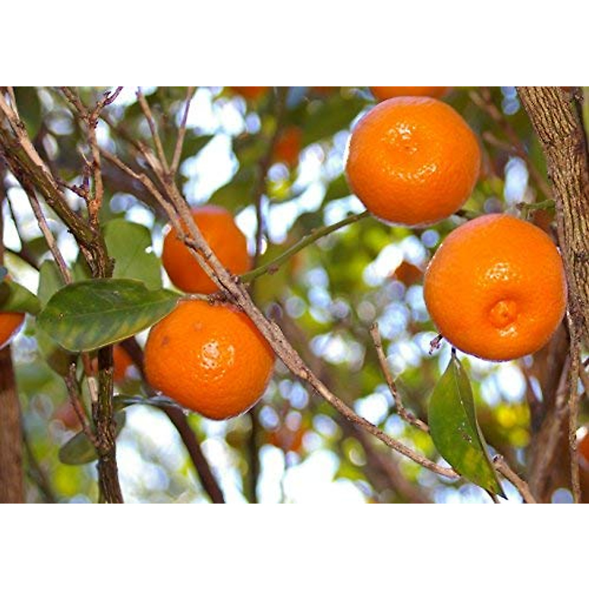 Brighter Blooms - Calamondin Orange Tree, 3-4 Ft. - Indoor/Outdoor Patio Citrus Trees, Ready to Give Fruit - Cannot Ship to FL, CA, TX, LA, OR, AL, and AZ