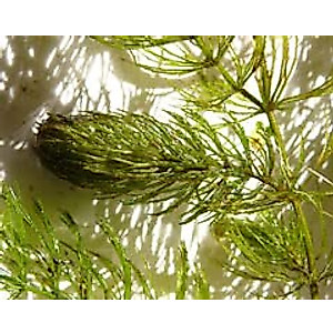 Marcus Fish Tanks Hornwort Coontail Ceratophyllum Easy Live Aquarium Plant Oxygenating Pond Plant Buy 2 GET 1 Extra