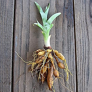 Daylily Roots - Fragrant Rebloomer Mix - 25 Roots - Mixed Flower Bulbs, Root Attracts Bees, Attracts Butterflies, Attracts Hummingbirds, Attracts Pollinators, Easy to Grow & Maintain, Fast Growing