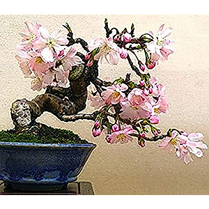10 Sakura Bonsai Tree Seeds