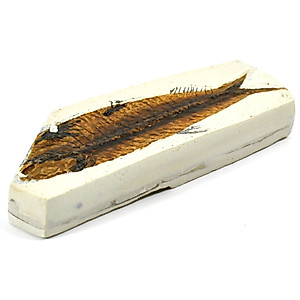 EISCO 4x10cm Fish Fossil Replica, Mesozoic