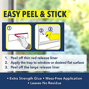 B&G Clear Window Fly Traps (30-Pack), Clear Fruit Fly Sticky Traps, Gnat Flypaper, Non-Toxic Glue, Odorless House Fly Strips, Durable Sticky Fly Traps for Indoors, Fly Paper Indoor for Home