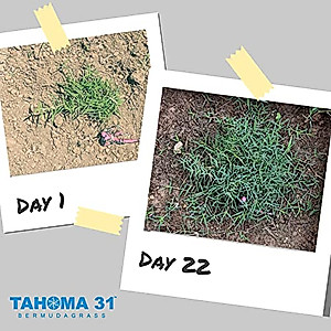 Tahoma 31 | Bermuda Grass Plugs - 100 Large Plugs, Fast Growing, Low Maintenance, Green