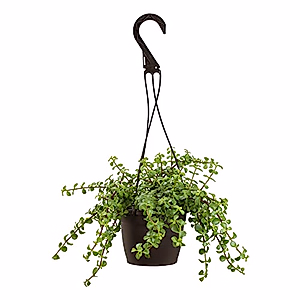 Trailing Elephant Bush Succulents, Hanging Plants Live Succulents Plants Live Houseplants, Hanging Planter Basket, Mini Succulents Live Plants Indoor Plants in Plant Basket by Plants for Pets
