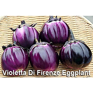 Please Read! This is A Mix!!! 30+ Eggplant Mix Seeds 11 Varieties Heirloom Non-GMO Aubergine, Asian, European, Italian, Profilic, Super Delicious, from USA