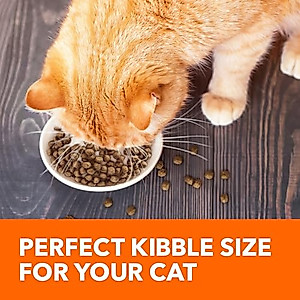 IAMS Proactive Health Adult Healthy Dry Cat Food with Salmon, 16 lb. Bag