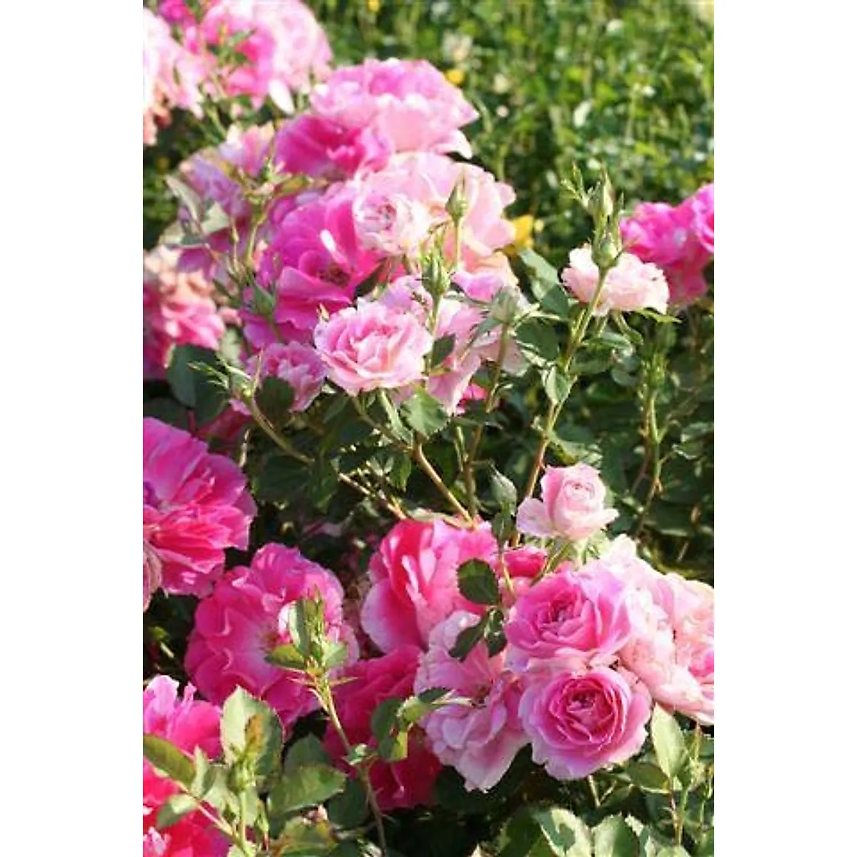 30 Seeds-Pink Wonder Shrub Rose Seeds