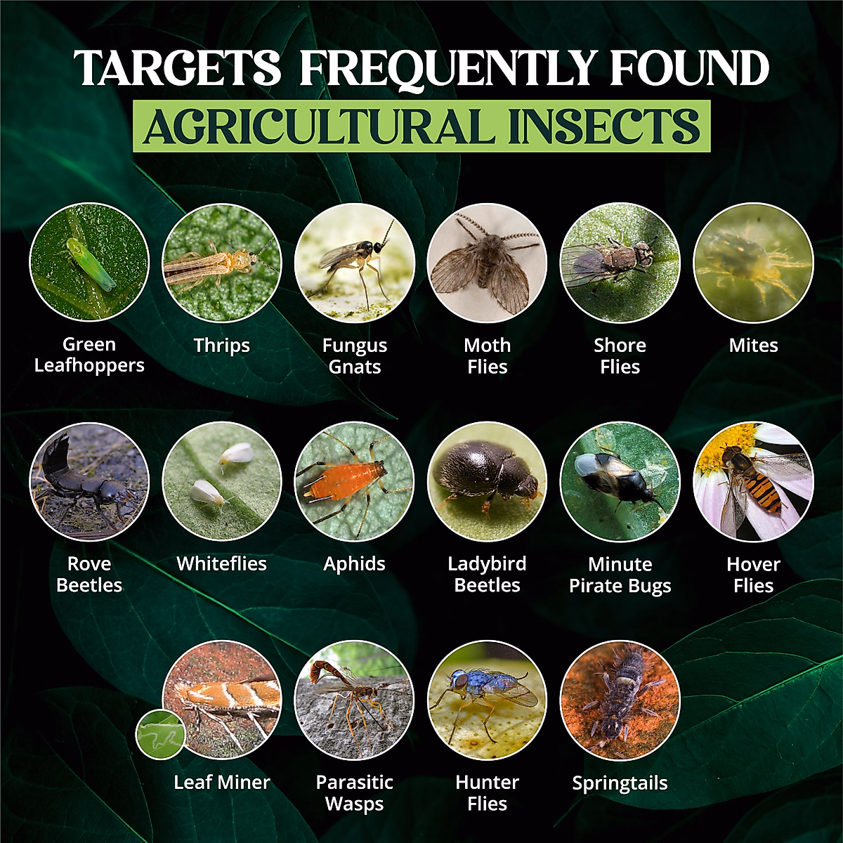 Catchmaster XL AG Roll 2PK, Double Sided Adhesive Fly Tape Strips, Fungus Gnat Sticky Trap for Greenhouse, Garden, Nursery, Pest Control Gardening Supplies, Pet Safe Insect Trap, 328' x 12" Yellow