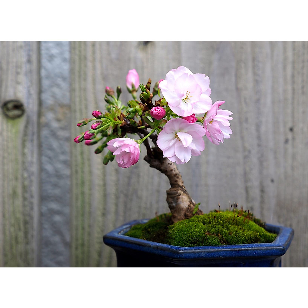 10 Japanese Flowering Cherry Blossom Bonsai Seeds, Fresh Exotic Rare Bonsai Seeds