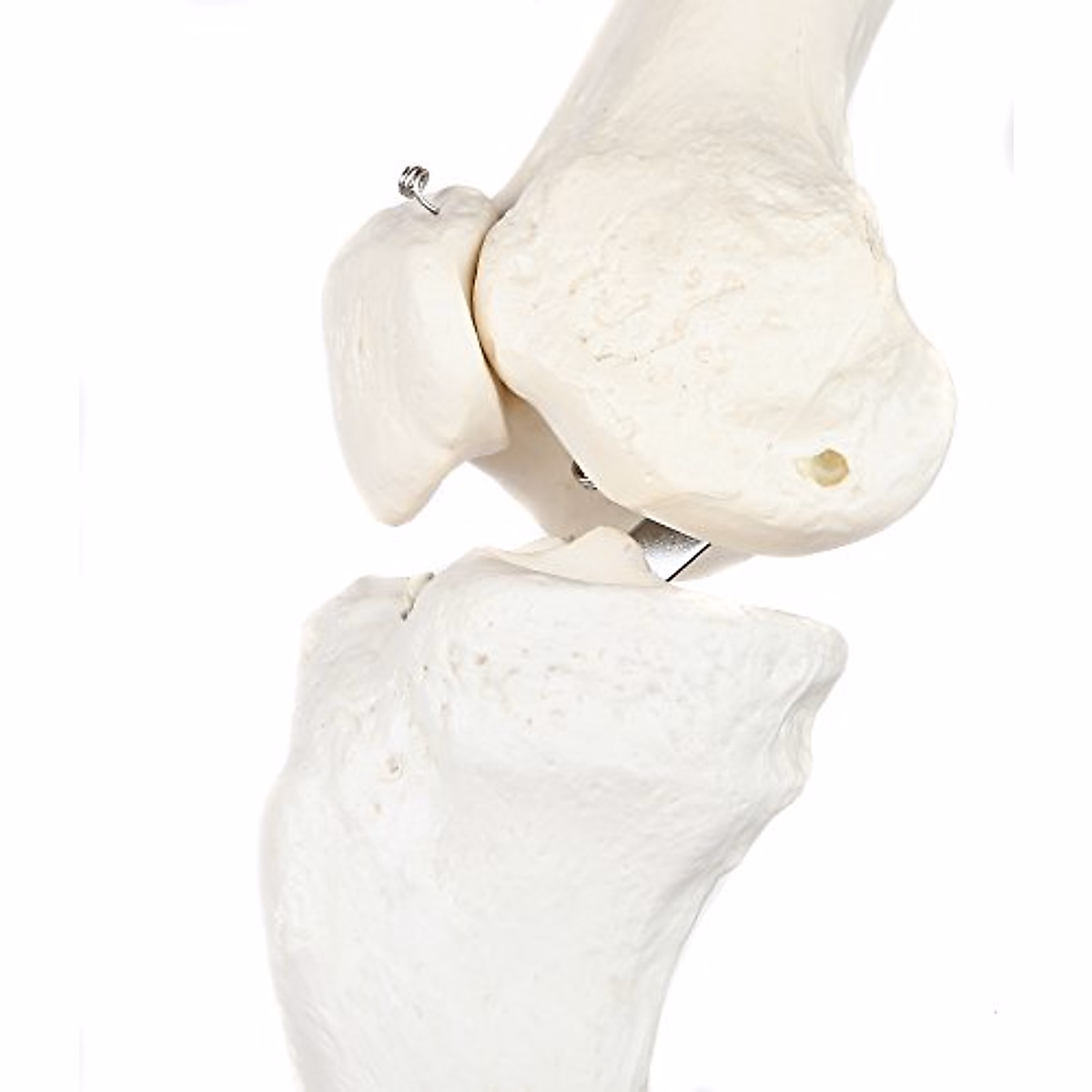 Axis Scientific Human Leg Skeleton Bundle, Life-Size 36" Anatomical Model with All Leg Bones, Removable Hip Joint and Fully Articulated Foot and Detailed Product Manual