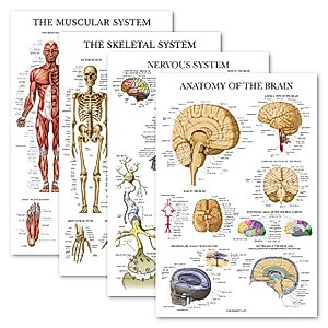 Palace Learning 4 Pack - Anatomical Poster Set - Laminated - Muscular, Skeletal, Nervous System, Brain - Anatomy Chart Set (LAMINATED, 18” x 24”)