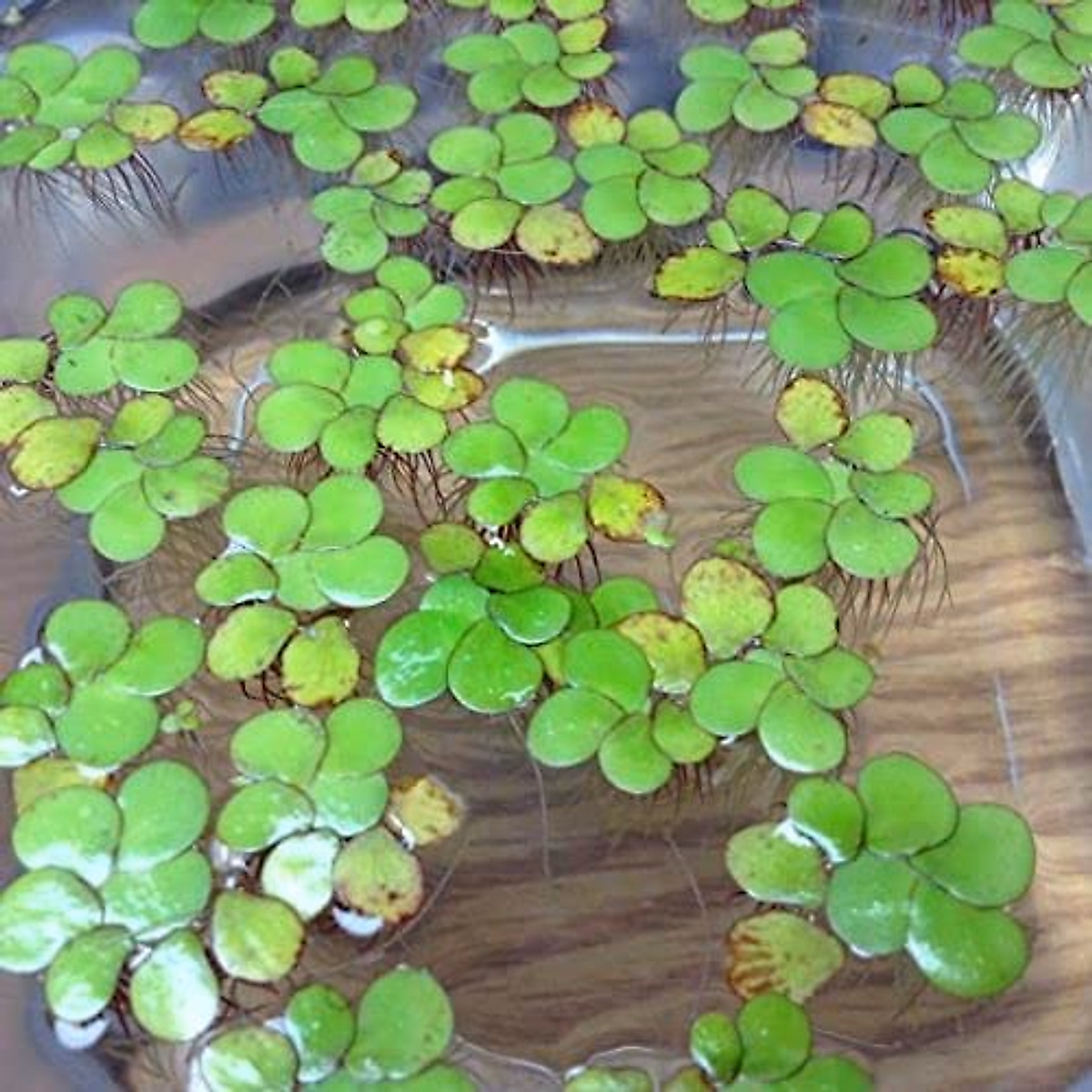 4800+ Duckweed Live Plant for Aquarium - Aquarium Plants Live - Planting Ornaments Perennial Garden Simple to Grow Pots Gifts