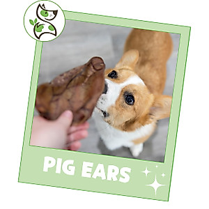 Nature Gnaws Pig Ears for Dogs (15 Count) - Thick Long Lasting for Aggressive Chewers and Large Dogs - Natural Pork Dog Chew Bones - Rawhide Free