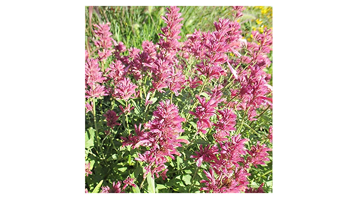 Hummingbird Mint Seeds Agastache Heather Queen Fragrant Deer & Drought ...