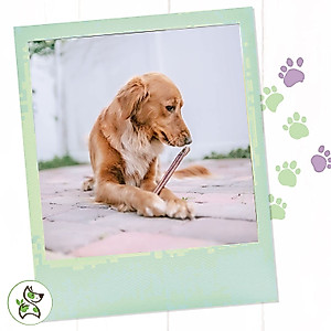 Nature Gnaws Bully Sticks for Dogs - Premium Natural Beef Dental Bones - Long Lasting Dog Chew Treats for Aggressive Chewers - Rawhide Free - Mixed Thickness 11-12"