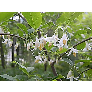TriStar Plants - Japanese Snowbell Tree, 1 Gallon Trade Pot, 4'ft Tall, Styrax Japonicus, Spring, Fragrant White Flowers, Fall Color, Fast Growing Trees