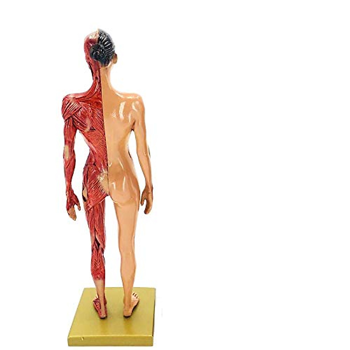 Human Body Musculoskeletal Anatomical Model for Study and Teaching (30CM1)