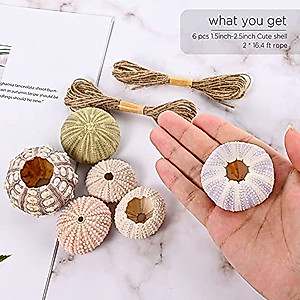6PCS Hanging Air Plants Holders/Stand Mini Sea Urchin Shell Decorative Tillandsiat Succulent Air Plant Display Container for Home Office Wall Garden Beach Hawaii Theme Party Favors