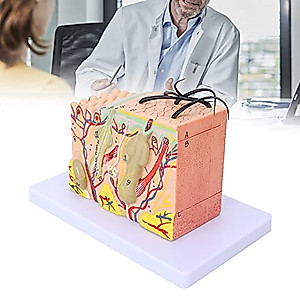 Skin Model 35X Enlarged Anatomical Skin Model 3 Dimensional Skin Teaching Aids Model for Skin Cosmetology Study Display Teaching Model