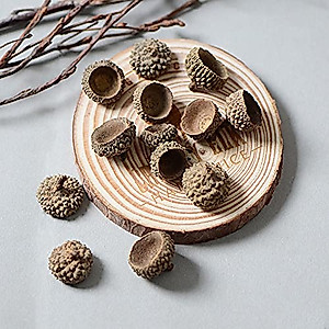 DYNWAVE 200Pcs Natural Acorns Caps Decorative for Craft Vase Fillers Home Garland Autumn Embellishments Ornaments