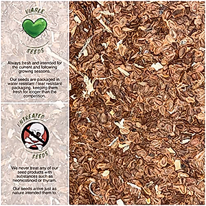 Seed Needs, Pink Common Milkweed Seeds for Planting (Asclepias syriaca) Heirloom, Untreated & Open Pollinated, Attracts Monarch Butterflies (2 Packs)