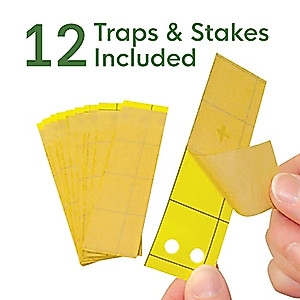 Enoz BioCare Gnat Stix for Fungus Gnats and Aphids, Pest Control for Plants and Greenhouses, Safe & Effective, 12 Pack