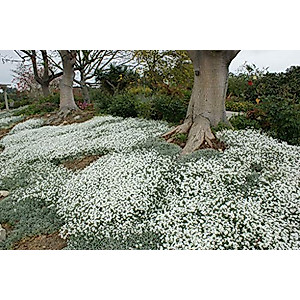 250+ Snow in Summer Seeds, Carpet of Snow | Exotic Garden Flowers | Made in USA, Ships from Iowa.