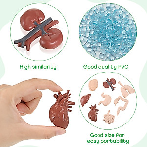 Yinkin 8 Pcs Human Body Model for Kids Mini Body Parts Sets Human Organ Model Anatomy and Physiology 3D Anatomy Model Study Tools Students Sciences Learning Kit for Kids Study Class