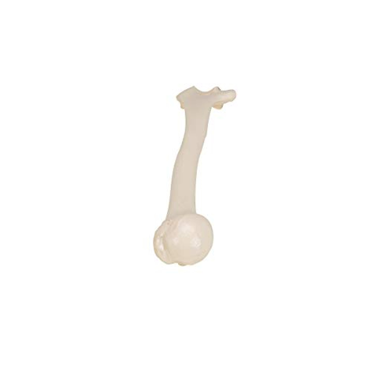 3B Scientific A45/1 Humerus - 3B Smart Anatomy