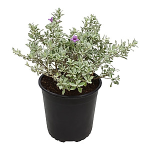 1G Silverado Sage Plant, Shrubs Live in Planters for Outdoor Plants Live, Live Plants Gardening Gifts, Live Plant Front Porch Decor, Sage Plants Edging for Landscaping, Garden Decor By Plants for Pets