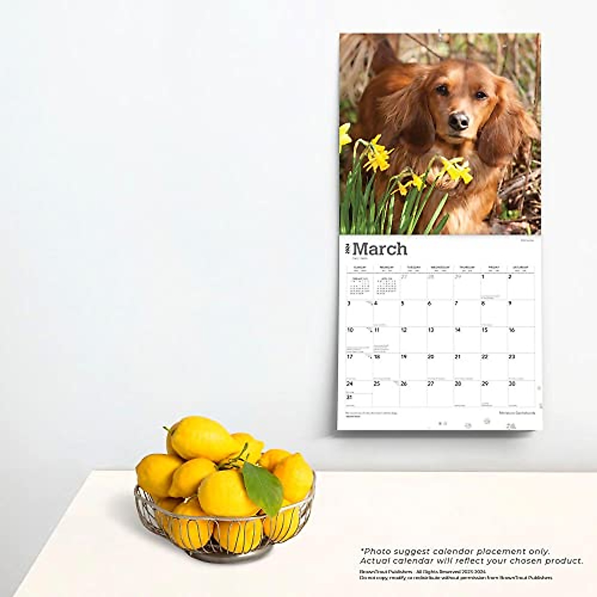 Miniature Dachshunds | 2024 12 x 24 Inch Monthly Square Wall Calendar | BrownTrout | Animals Small Dog Breeds