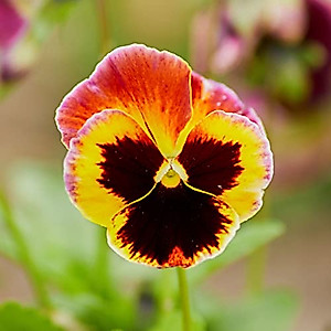 Pansy Seeds - Mix - 1/4 Pound - Purple/Yellow/White Flower Seeds, Heirloom Seed Attracts Bees, Attracts Butterflies, Attracts Pollinators, Fragrant, Container Garden