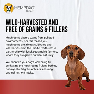 MycoDog Vitality Mushroom Extract & Adaptogen Tincture - Mushroom & Ashwagandha Supplements for Dogs with Debilitating Conditions - Turkey Tail, Chaga, Maitake, Reishi Mushroom, & Shiitake Mushrooms