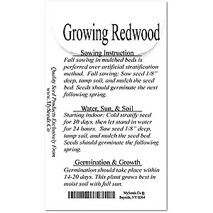 Big Pack - (1,000) Dawn Redwood Tree Seeds - Metasequoia glyptostroboides - by MySeeds.Co (Big Pack - Dawn Redwood)