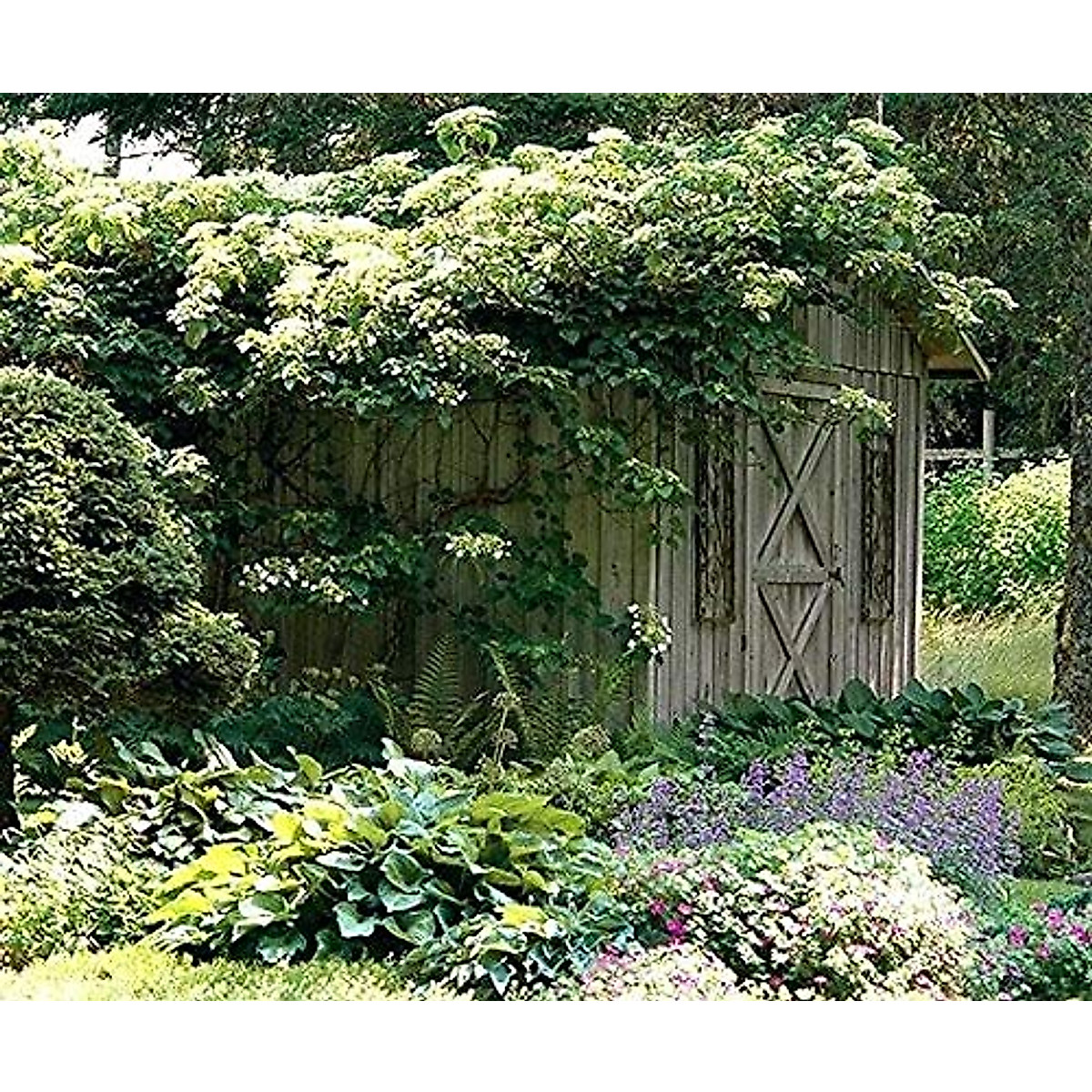 1129-Climbing Hydrangea (Hydrangea petiolaris) Seeds by Robsrareandgiantseeds UPC0764425787358 Non-GMO,Organic,- U.S.A. Grower,Bonsai -1129 Package of 7 Seeds