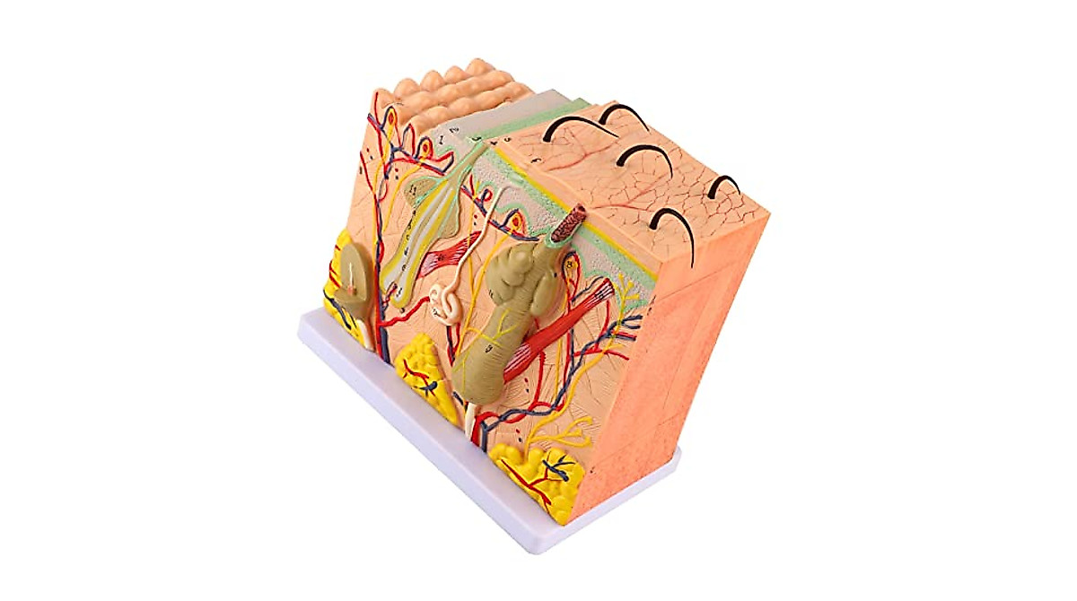 Skin Anatomy Model - 50X Educational Teaching Aid
