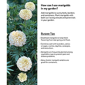 Burpee Snowball Marigold Seeds 50 seeds