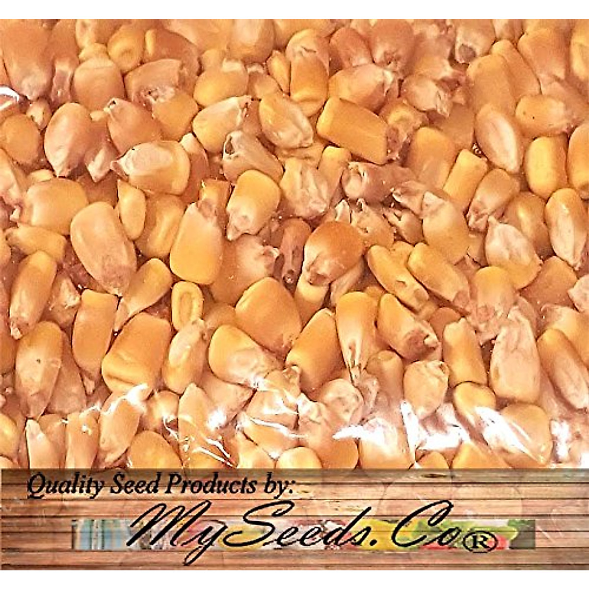 1 lb (1,600+ Seeds) Reid's Yellow Field Corn Seed (OP) Open pollinated Variety - Non-GMO Seeds by MySeeds.Co (1 lb Reid Yellow Corn)