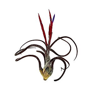 ragnaroc Air Plants - Flowering Tillandsia Caput Medusae, Large 5-7" - 1ct - Live Arrival Guaranteed - House Plants for Home Decor & Gift